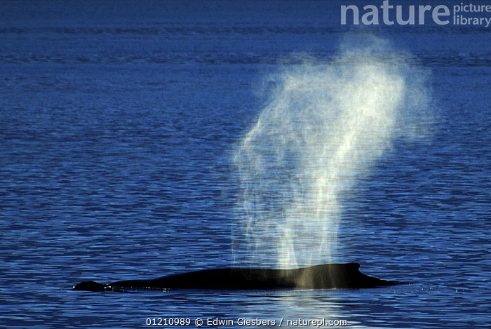 Stock photo of Humpback whale {Megaptera novaengliae} spouting ...