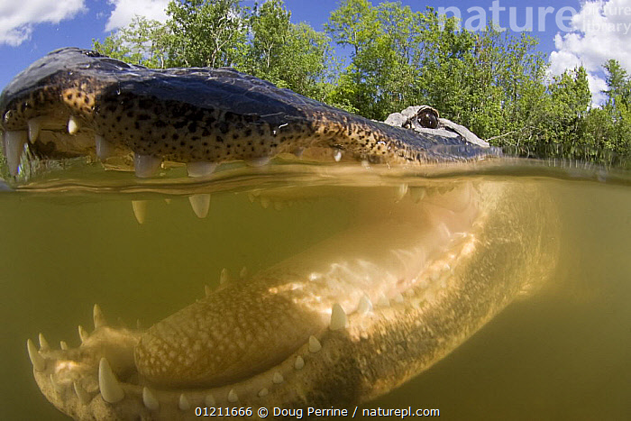 Stock photo of American alligator (Alligator mississippiensis) with ...
