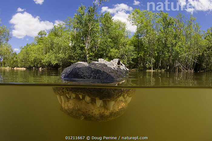 Stock photo of American alligator (Alligator mississippiensis) mouth ...