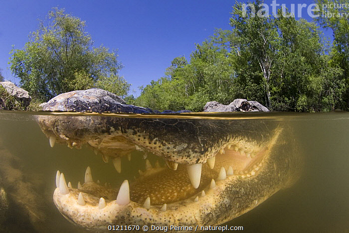 Stock photo of American alligator (Alligator mississippiensis) with ...