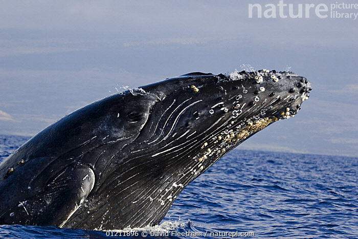 Stock photo of Breaching humpback whale (Megaptera novaeangliae ...