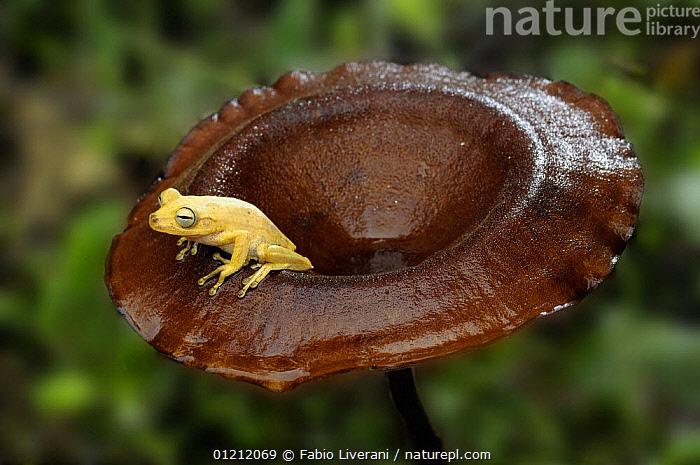 Stock photo of Tiny Tree frog {Hyla sp} on rim of tropical fungus ...