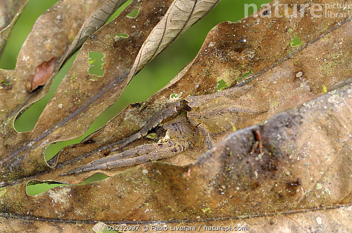 Stock photo of Highly venomous Brazilian wandering spider {Phoneutria ...