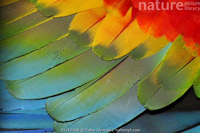 Stock photo of Close up of wing feathers of Scarlet macaw {Ara macao ...