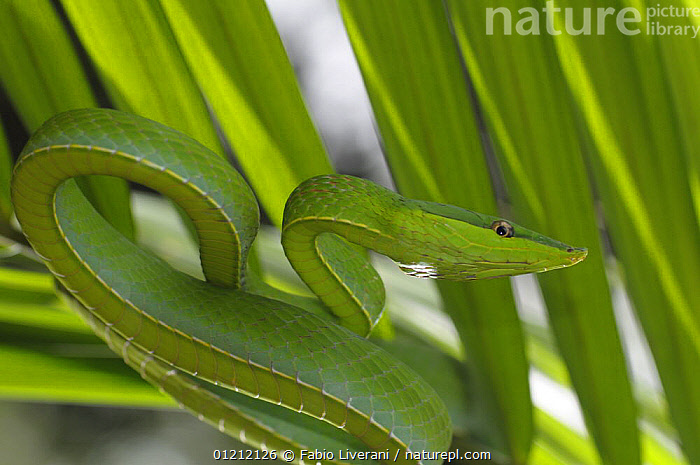 Stock photo of Green vine snake {Oxybelis fulgidus} Tambopata National ...
