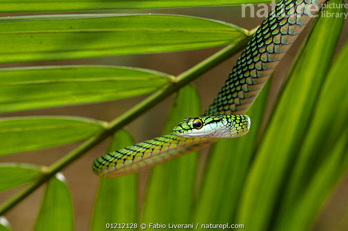 Stock photo of Parrot snake {Leptophis ahaetulla} Tambopata National ...
