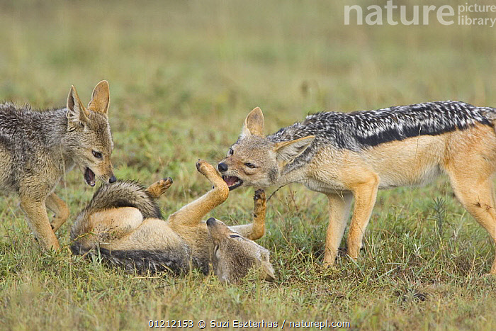 Stock photo of Two Black-backed Jackals {Canis mesomelas} with third ...