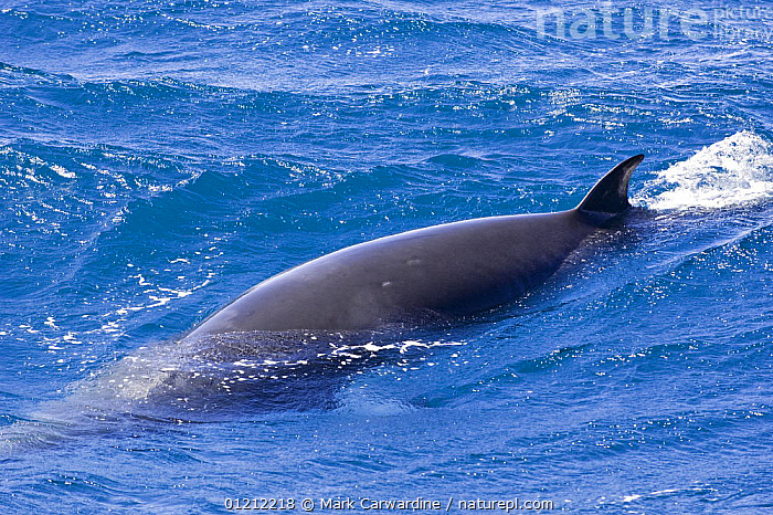 Stock photo of Dwarf minke whale {Balaenoptera acutorostrata} (possible ...