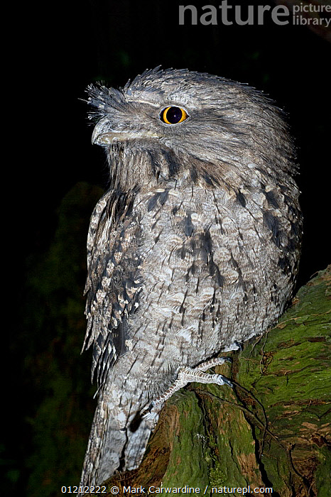Stock photo of Tawny frogmouth {Podargus strigoides} captive ...