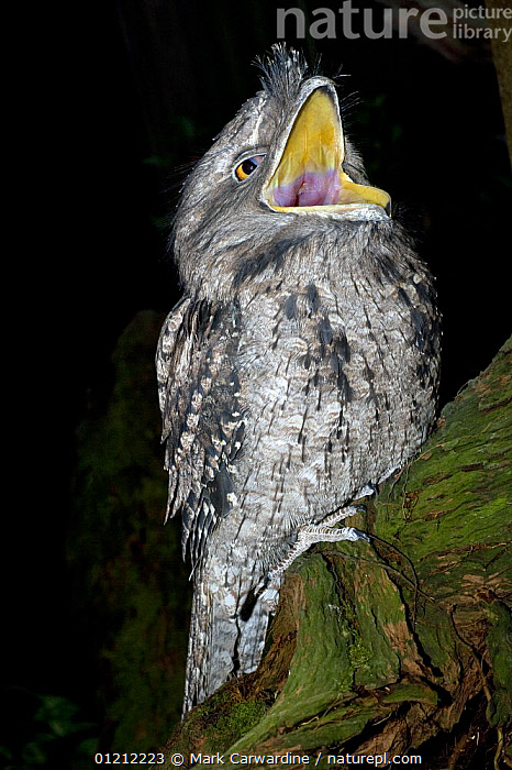 Stock photo of Tawny frogmouth {Podargus strigoides} mouth open ...