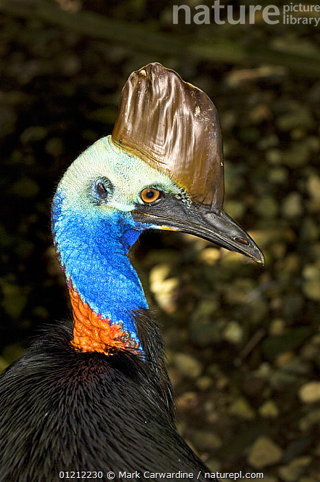 Stock photo of Australian cassowary {Casuarius casuarius} captive ...