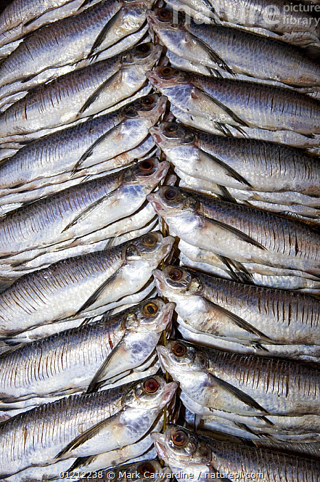 Stock photo of Freshwater fish for sale at Manaus fish market, Amazonia ...