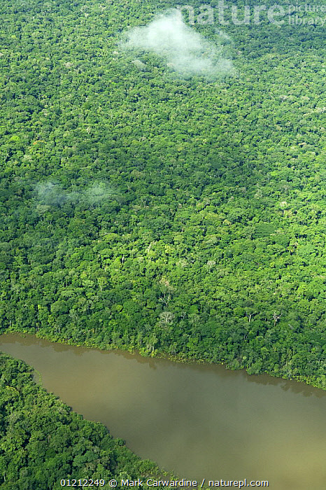Stock photo of Aerial view of tropical rainforest and rivers, Amazonia ...