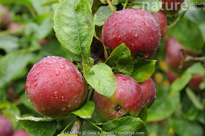 Stock photo of 'Spartan' apples on Apple tree {Malus domestica} Norfolk ...