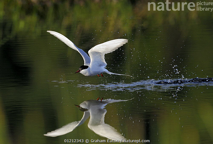 Stock photo of Arctic Tern (Sterna paradisaea) taking off from water ...