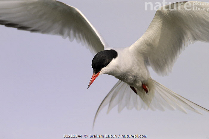 Stock photo of Arctic Tern (Sterna paradisaea) in flight, Alaska, USA ...