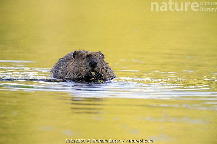 Stock photo of American Beaver (Castor canadensis) in lake with twig in ...