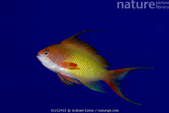 Stock photo of Scalefin / Lyretail Anthias (Pseudanthias squamipinnis ...