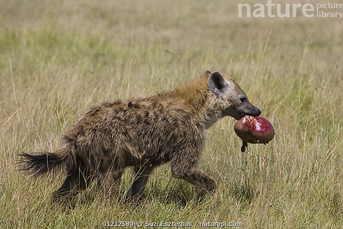 Stock photo of Spotted Hyena {Crocuta crocuta} carrying off internal ...