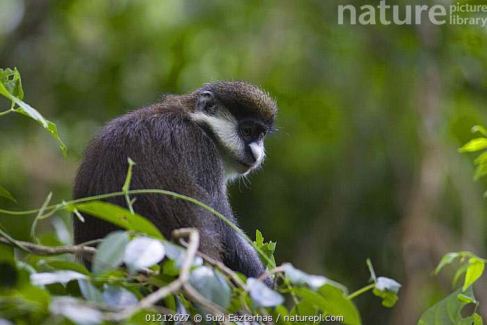 Stock photo of Red-tailed Monkey {Cercopithecus ascanius} in tree ...