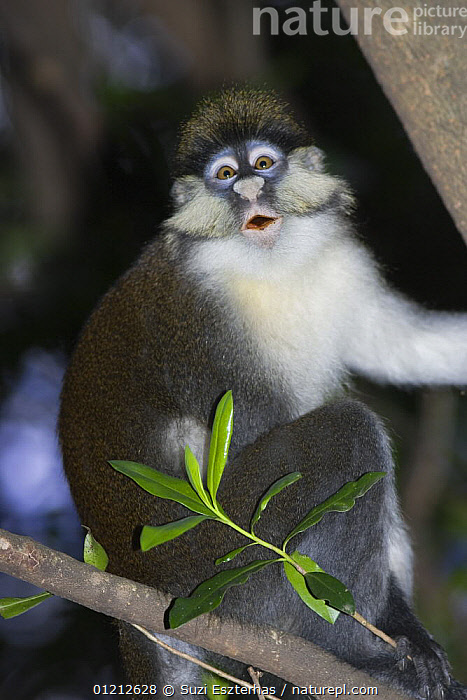 Stock photo of Red-tailed Monkey {Cercopithecus ascanius} in tree ...