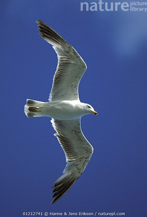 Stock photo of Armenian gull {Larus armenicus} in flight, Van G ...