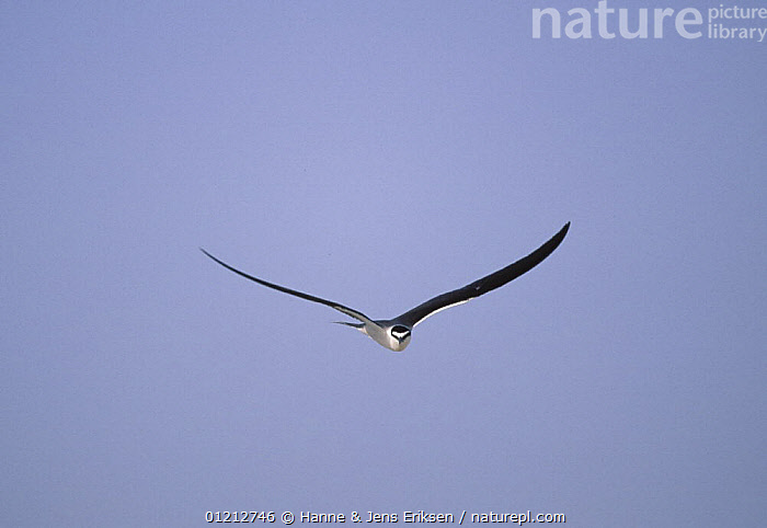 Stock photo of Bridled tern {Sterna anaethetus} in flight, Masirah ...