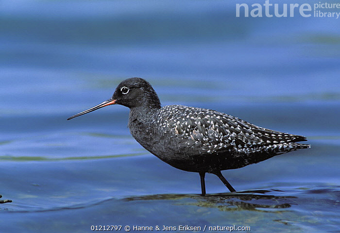 Stock photo of Spotted redshank {Tringa erythropus} in breeding plumage ...