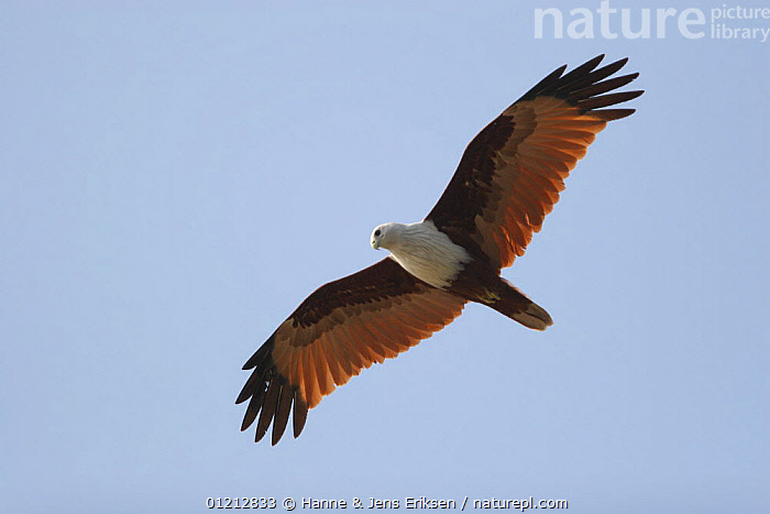Stock photo of Brahminy kite {Haliastur indus} in flight, Tamil Nadu ...