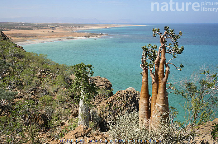 Stock photo of Cucumber trees {Dendrosicyos socotrana} on coast near ...
