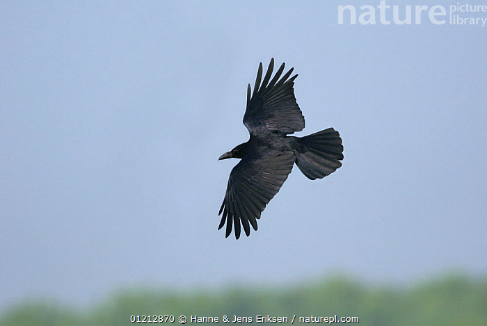 Stock photo of Jungle crow {Corvus macrorhynchos levaillantii} in flight, Tamil Nadu ...