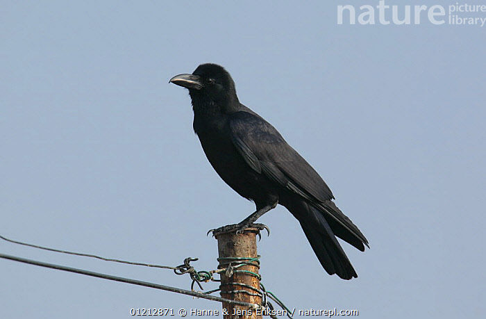 Stock photo of Jungle crow {Corvus macrorhynchos levaillantii} perched on post, Tamil ...