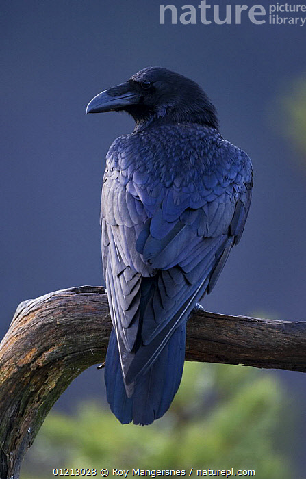 Stock photo of Common raven (Corvus corax) perched, rear view, Norway ...