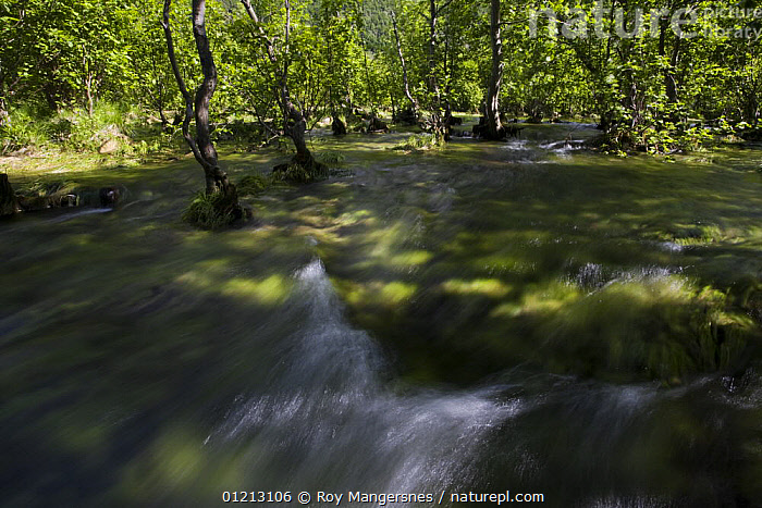 Stock photo of Flooded Norwegian Alder (Alnus incana) forest in ...
