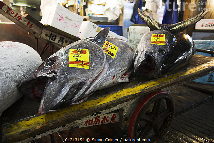 Stock photo of Bigeye tuna (Thunnus obesus) for sale, Tsukiji fish ...