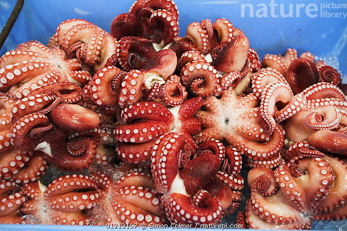 Stock photo of Octopus for sale, Tsukiji fish market, Tokyo, Japan ...