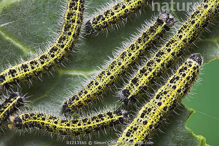 Stock photo of Large / Cabbage white butterfly (Pieris brassicae ...