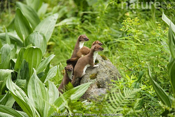 Stock photo of Stoat / Ermine (Mustela erminea) mother with three young ...