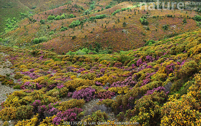 Stock photo of Wildflowers flowering on Louis Mountain in Spring ...