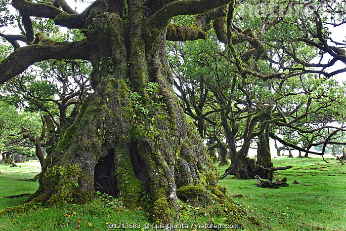 Stock photo of Ancient evergreen hardwood tree in laurel forest ...