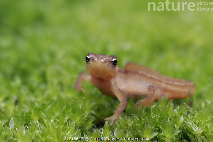 Stock photo of Juvenile Common / Smooth Newt (Triturus vulgaris) UK ...