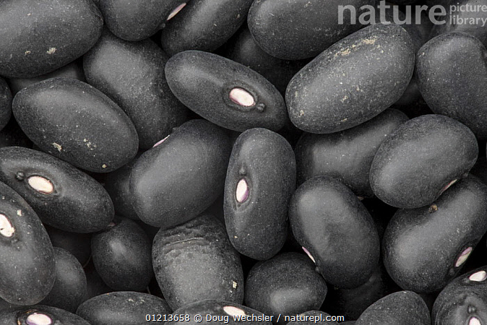 Stock photo of Black beans {Phaseolus vulgaris}. Available for sale on ...