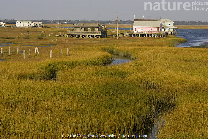 Stock photo of Salt marsh in autumn, with raised buildings and ...