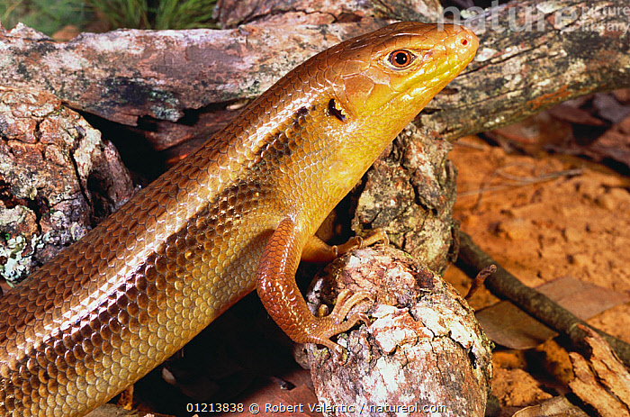 Stock photo of Major skink (Bellatorias frerei) sunning on forest floor ...