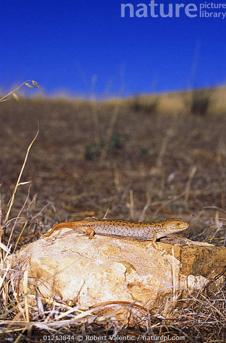 Stock photo of Gravid female Adelaide pygmy blue tongue skink {Tiliqua ...
