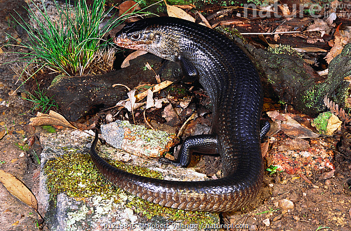 Stock photo of The land mullet (Bellatorias major), one of the largest ...