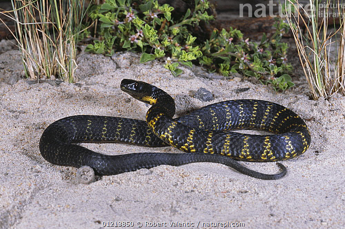 Tiger Snake Tasmania