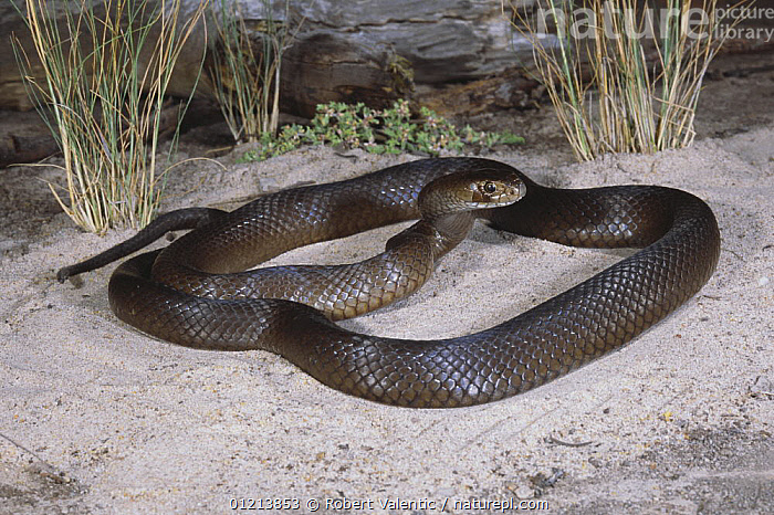 Stock photo of Dwarf dugite brown snake {Pseudonaja affinis exilis ...
