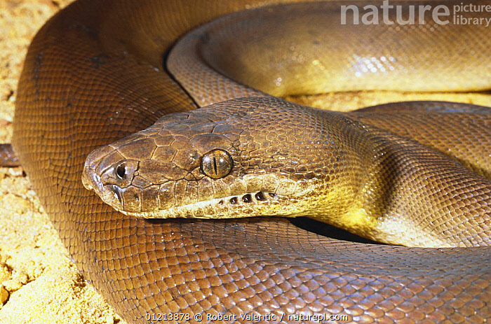 Stock photo of Pilbara olive python {Liasis olivaceus barroni} basking ...