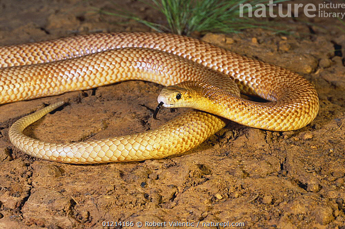 Stock photo of Speckled brown snake {Pseudonaja guttatus} male with ...